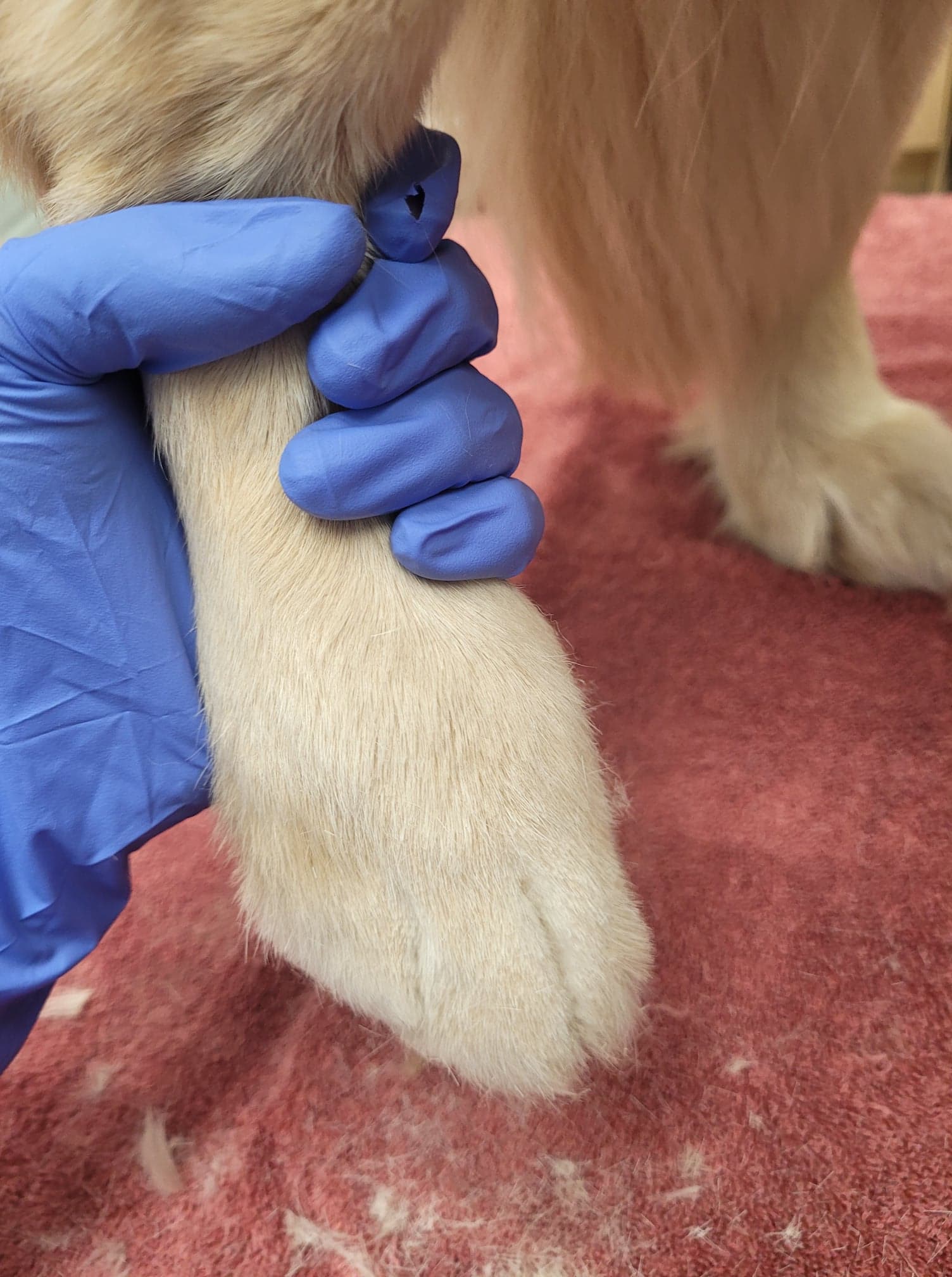 HOW TO TRIM GOLDEN RETRIEVER PAWS (WITH PHOTOS) - Doggo Kin